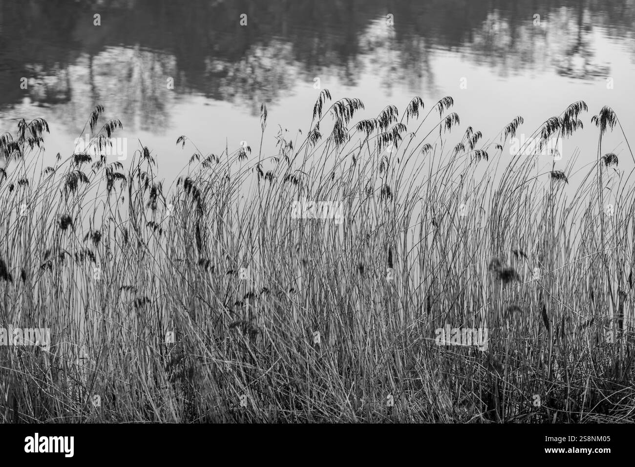 Nature view reeds grass Black and White Stock Photos & Images - Alamy