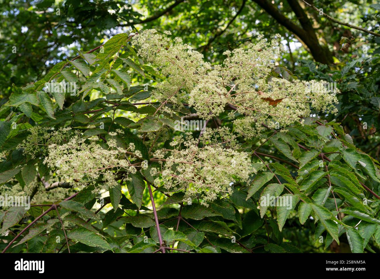 Aralia Elata or Japanese Angelica Tree in full flower in a shady ...