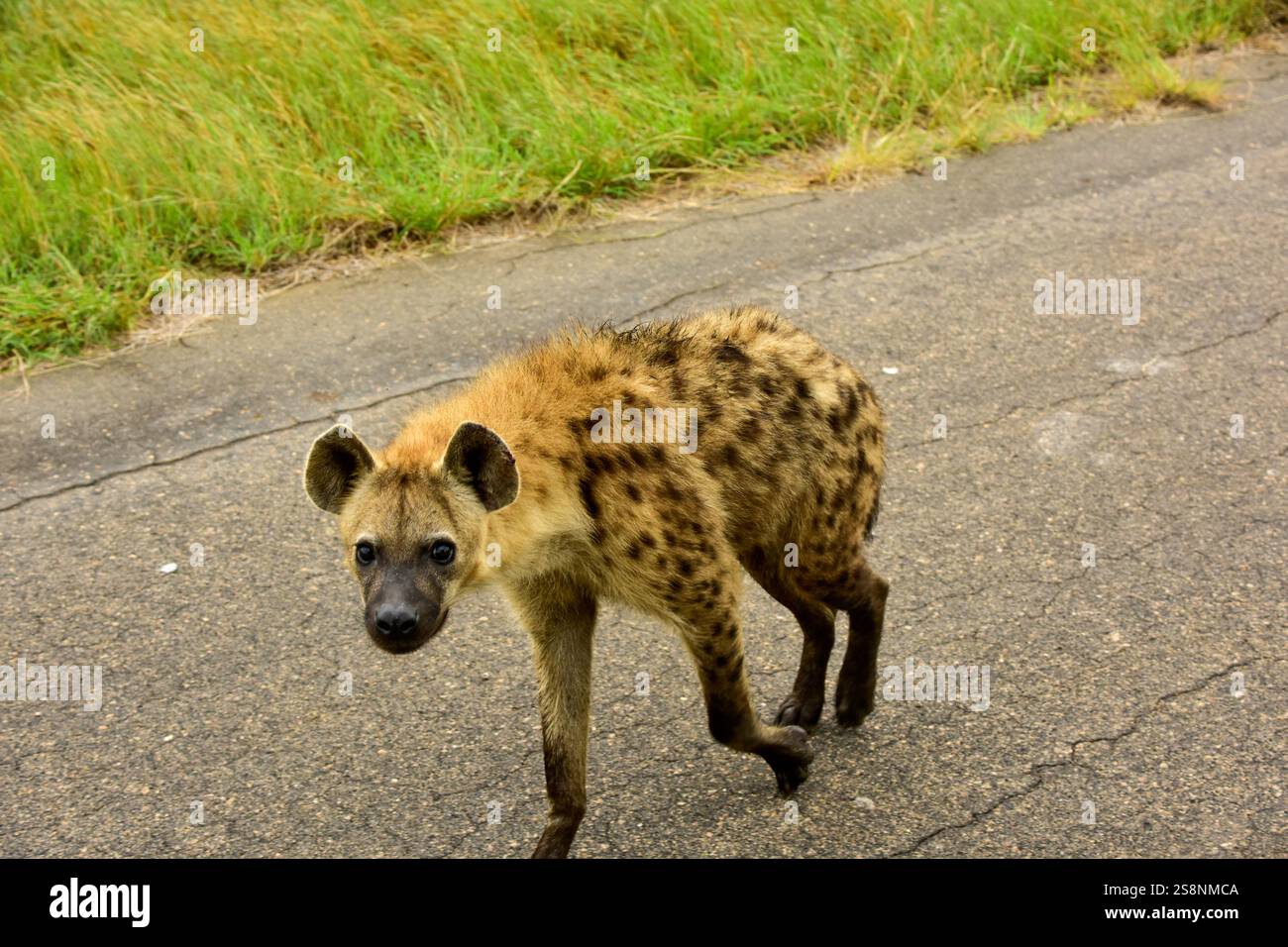 The hyena (Crocuta crocuta) is one of the most beautiful african ...