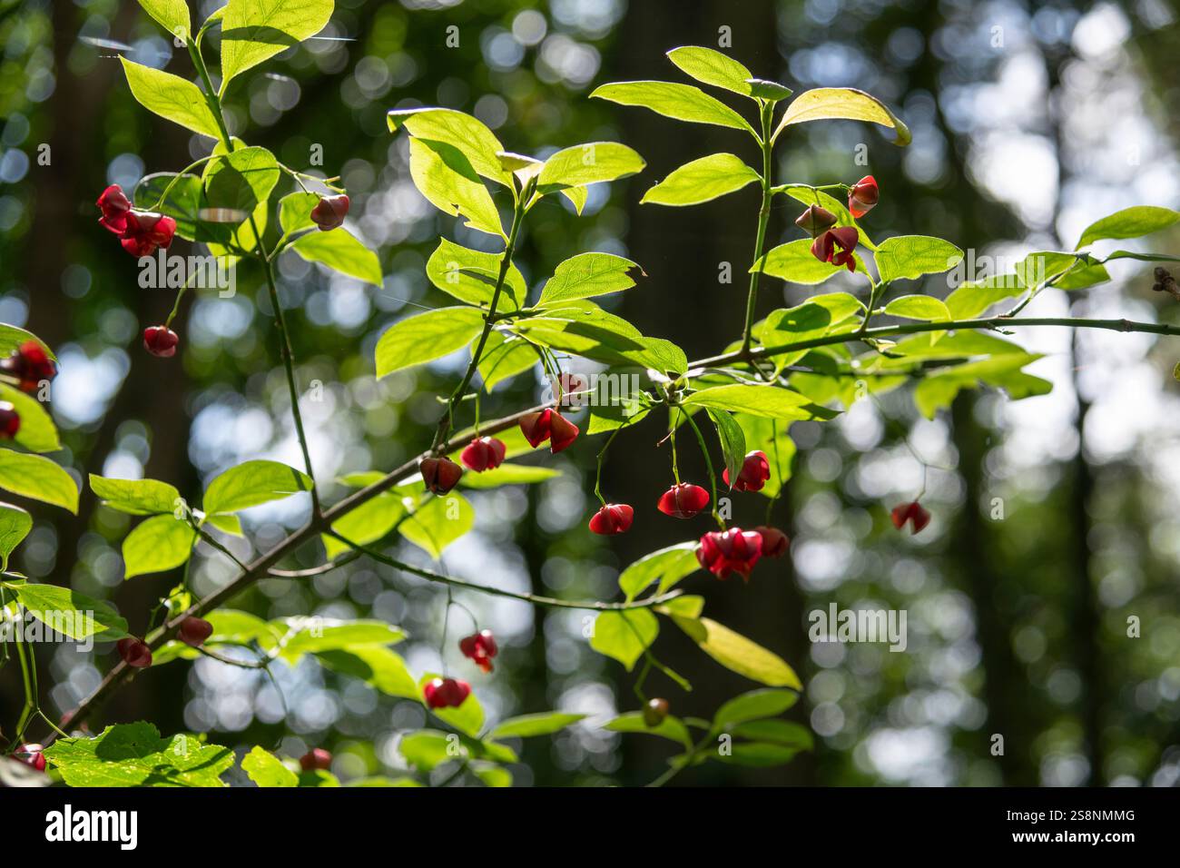 Euonymus Europaeus of Spindle Bush with red fruits hanging down from ...