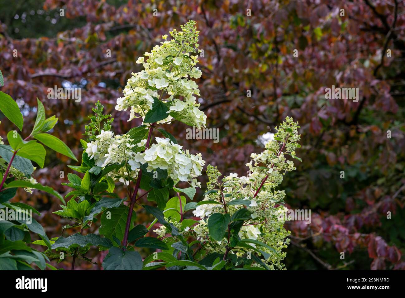 Hydrangea Paniculata variety with large creamy white flower heads in ...