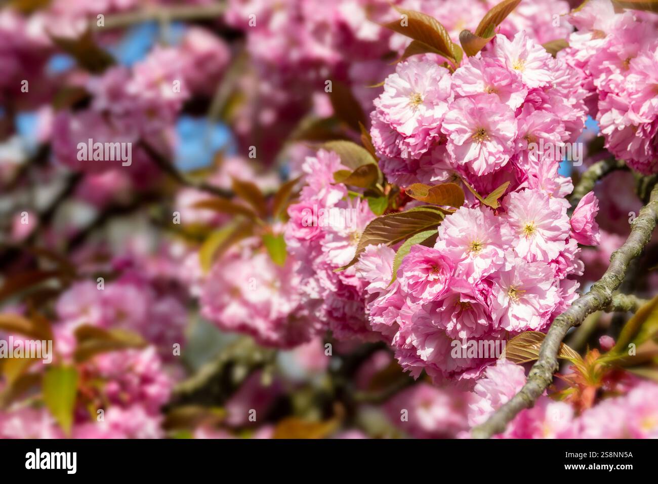 Pink cherry blossom close up, cherry tree flower in spring, hanami ...