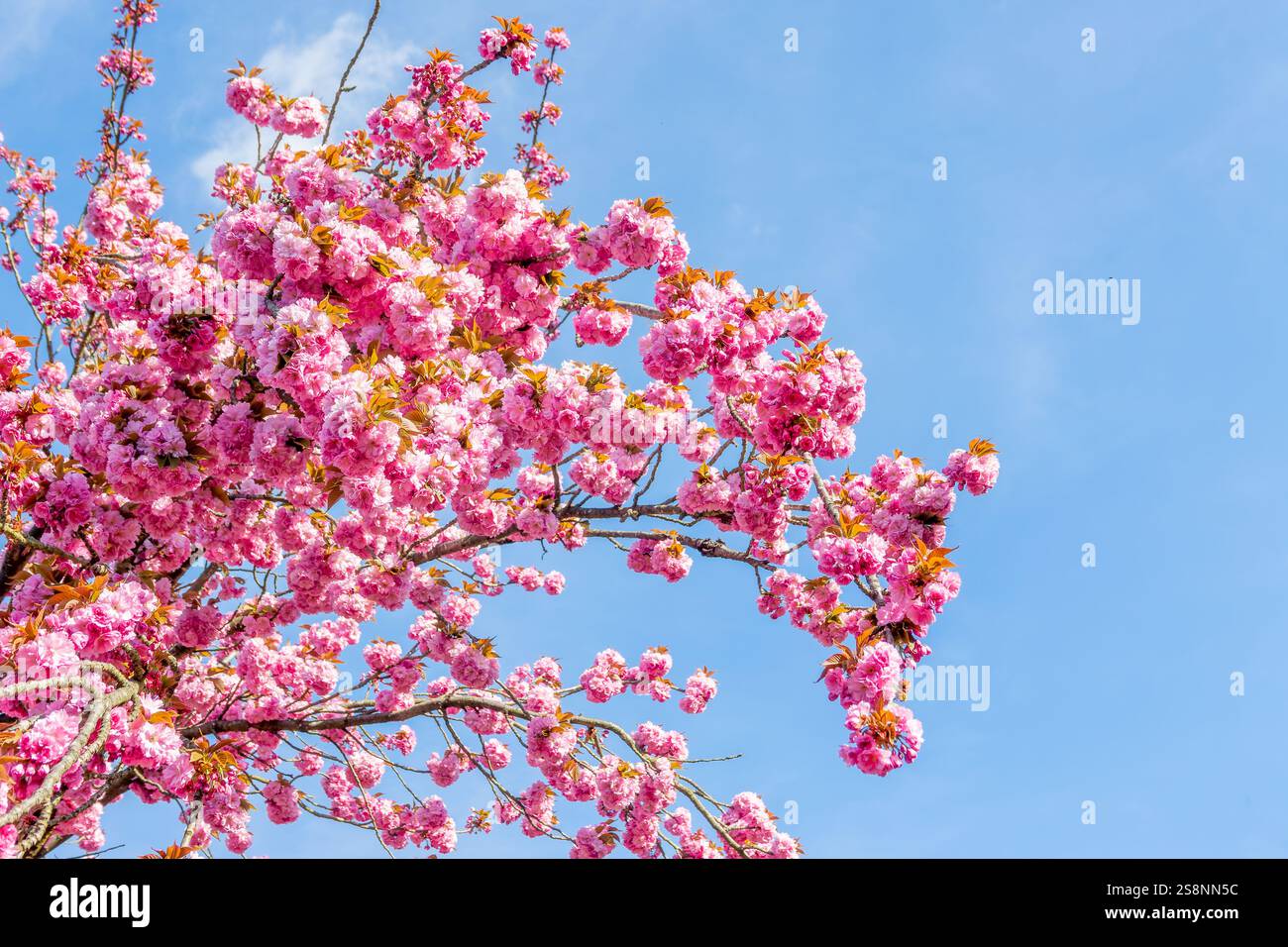Branch of pink cherry tree in bloom on blue sky background, cherry ...