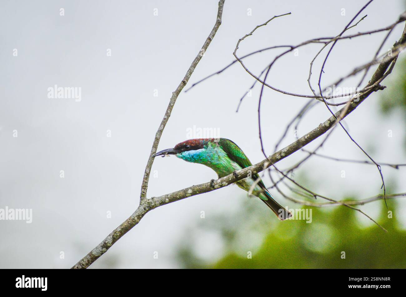 A blue-throated bee-eater feeding on an insect. Photographed in the ...
