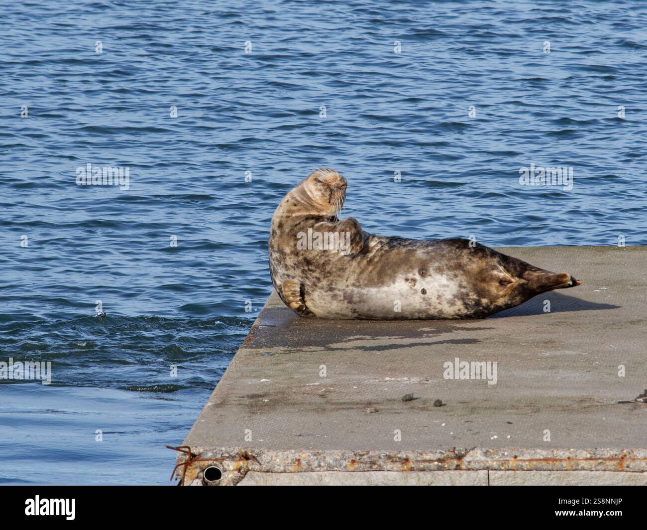 Grey seal (Halichoerus grypus) female resting on a floating pontoon ...