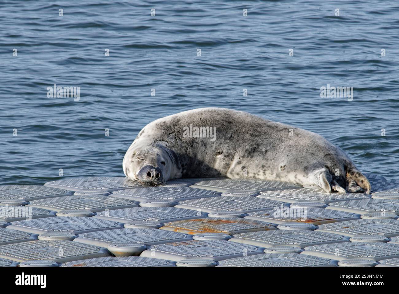 Grey seal (Halichoerus grypus) resting on a floating pontoon, Exe ...
