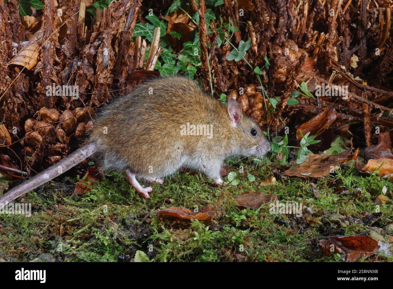 Brown rat (Rattus norvegicus) foraging in a garden flowerbed at night ...