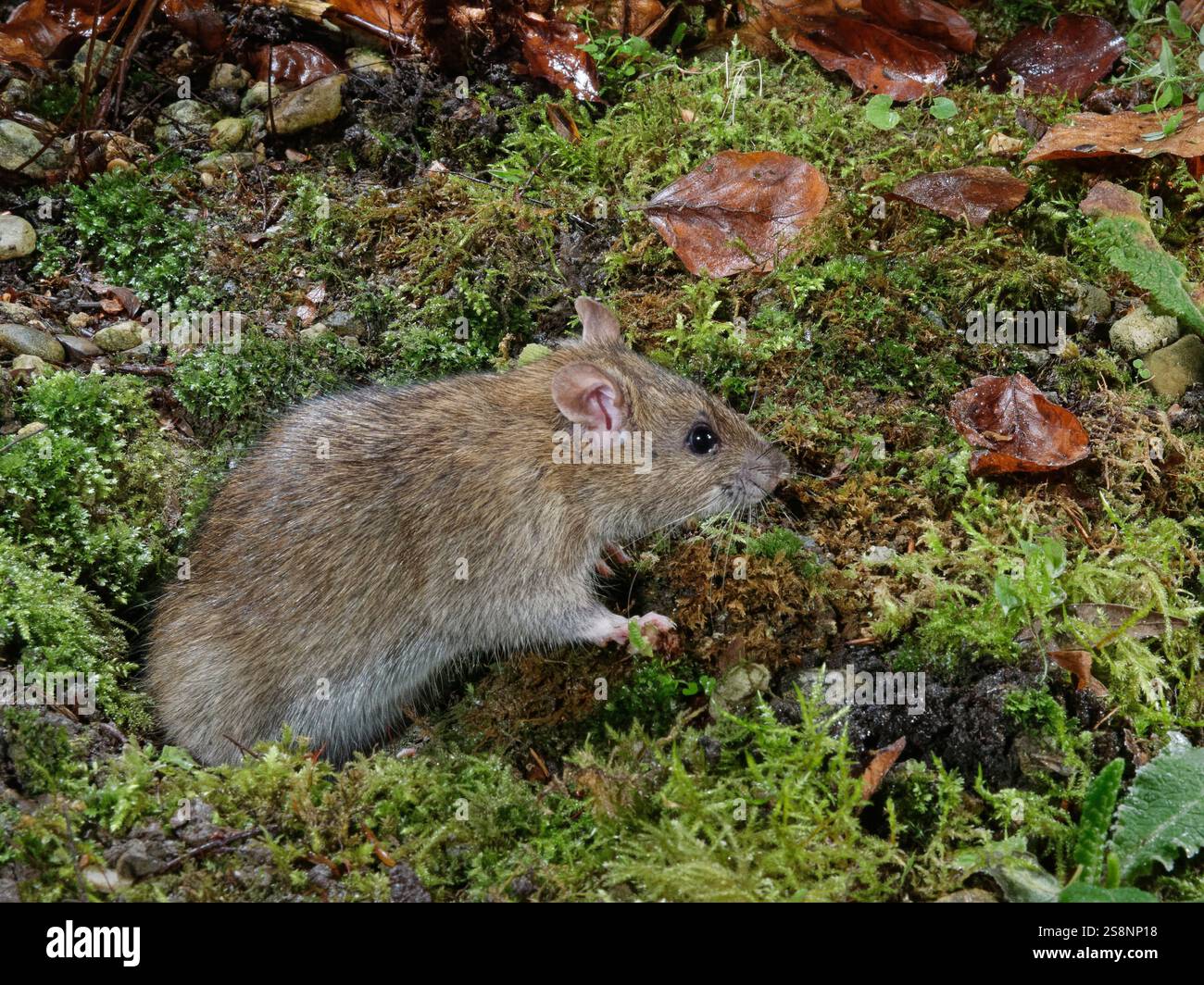 Brown rat (Rattus norvegicus) emerging from its burrow in a garden ...
