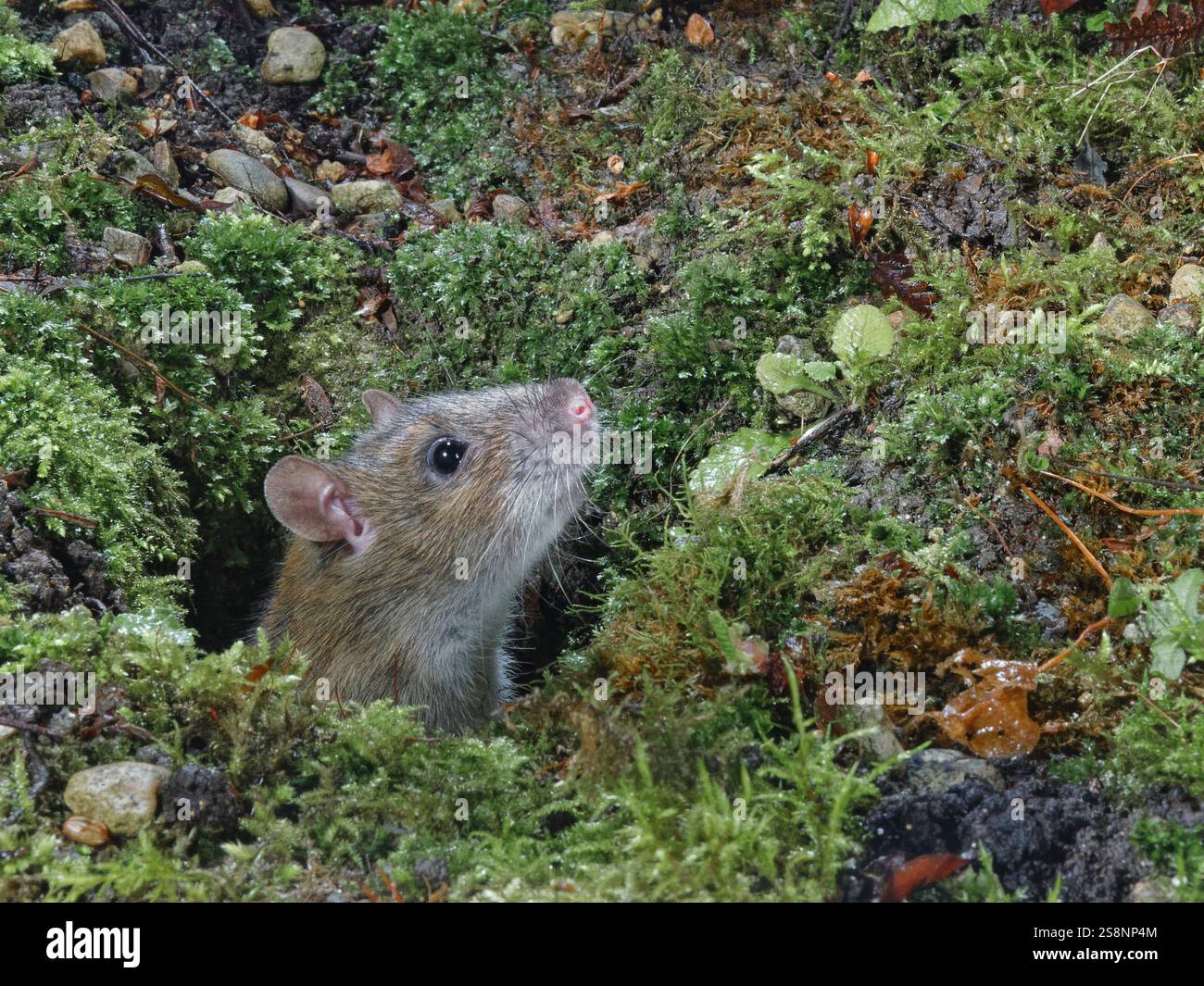 Brown rat (Rattus norvegicus) emerging from its burrow in a garden ...