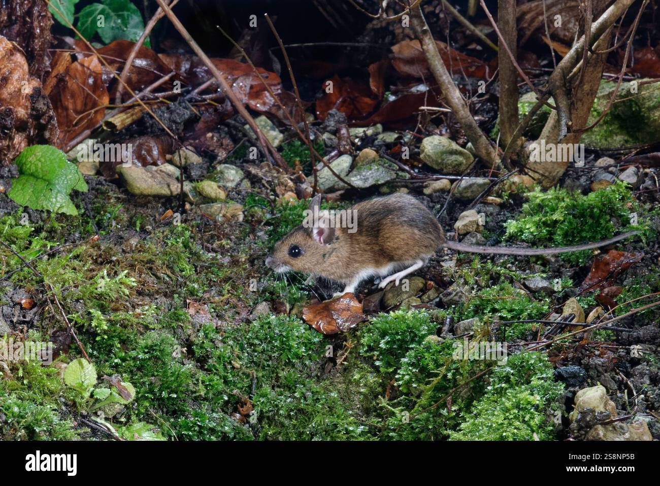 Wood mouse / Long-tailed field mouse (Apodemus sylvaticus) foraging in ...
