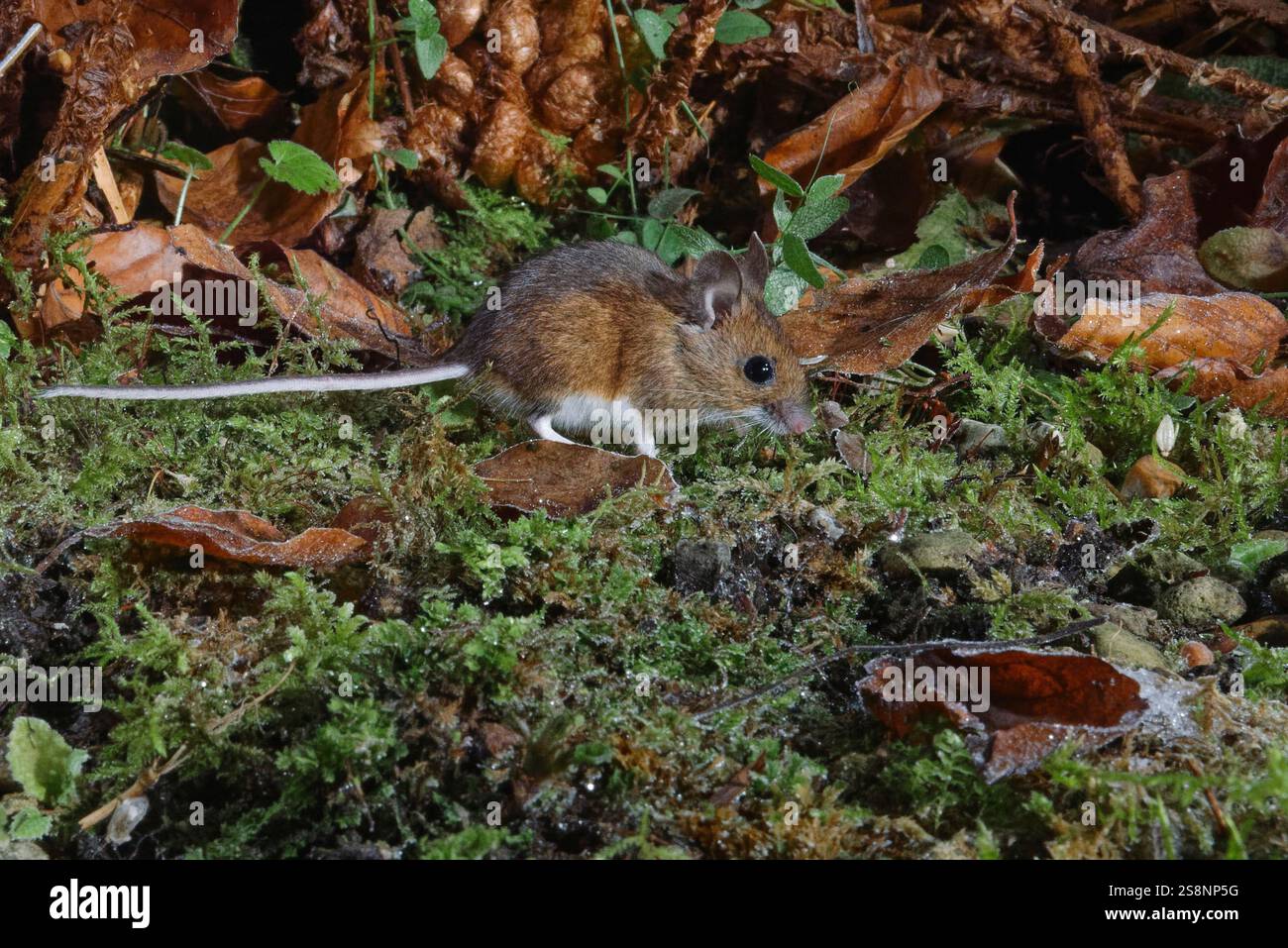 Wood mouse / Long-tailed field mouse (Apodemus sylvaticus) foraging in ...