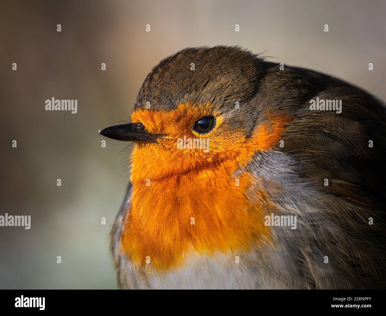 European Robin Portrait Stock Photo - Alamy