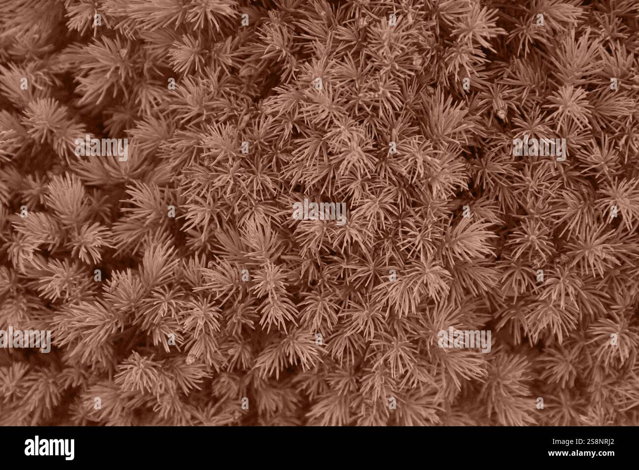 Beautiful moss, toned in mocha mousse shade. Color of 2025 year Stock ...