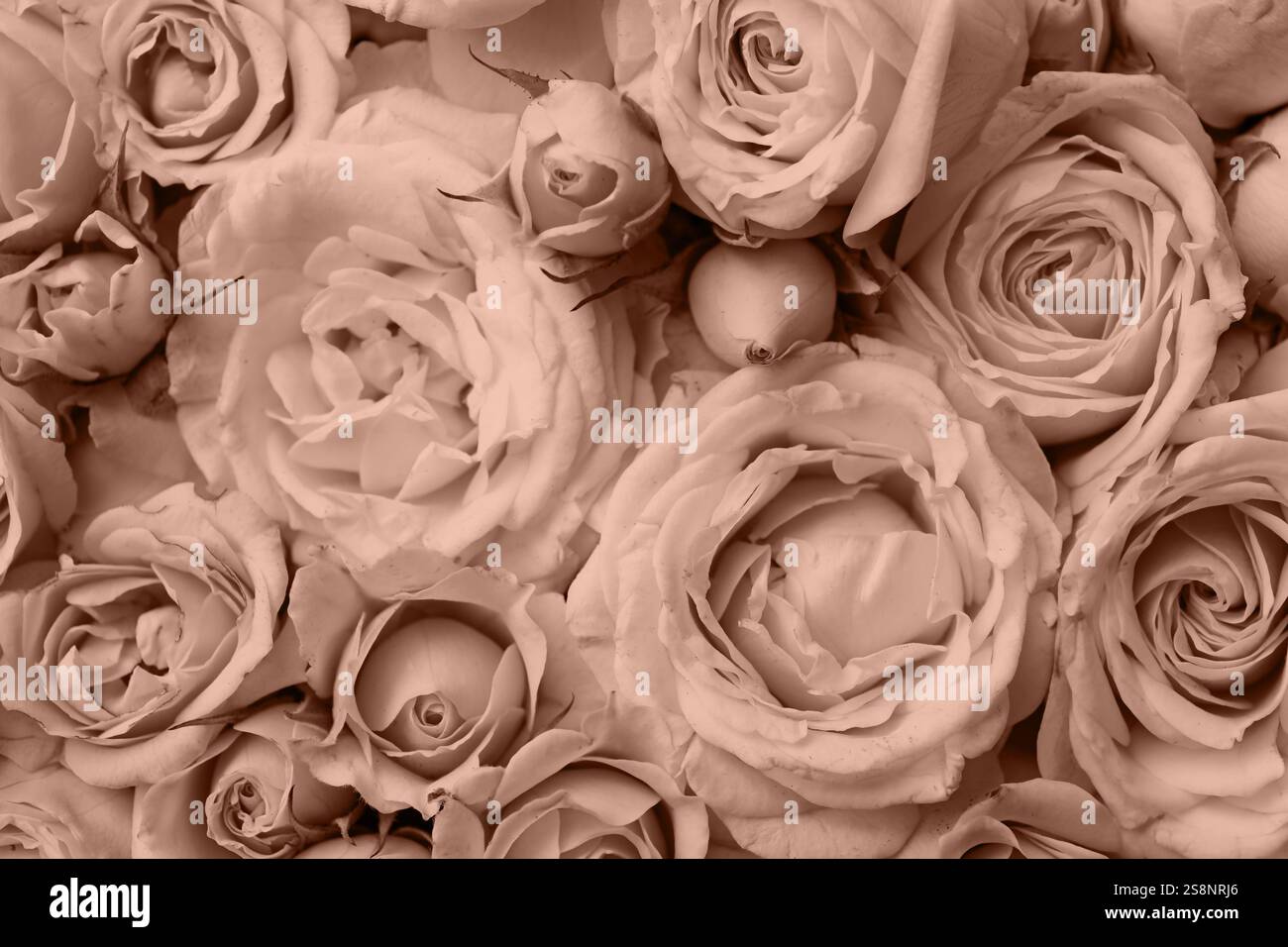 Beautiful roses, toned in mocha mousse shade. Color of 2025 year Stock ...