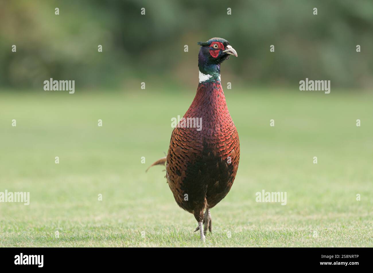 Oiseau au sol hi-res stock photography and images - Alamy