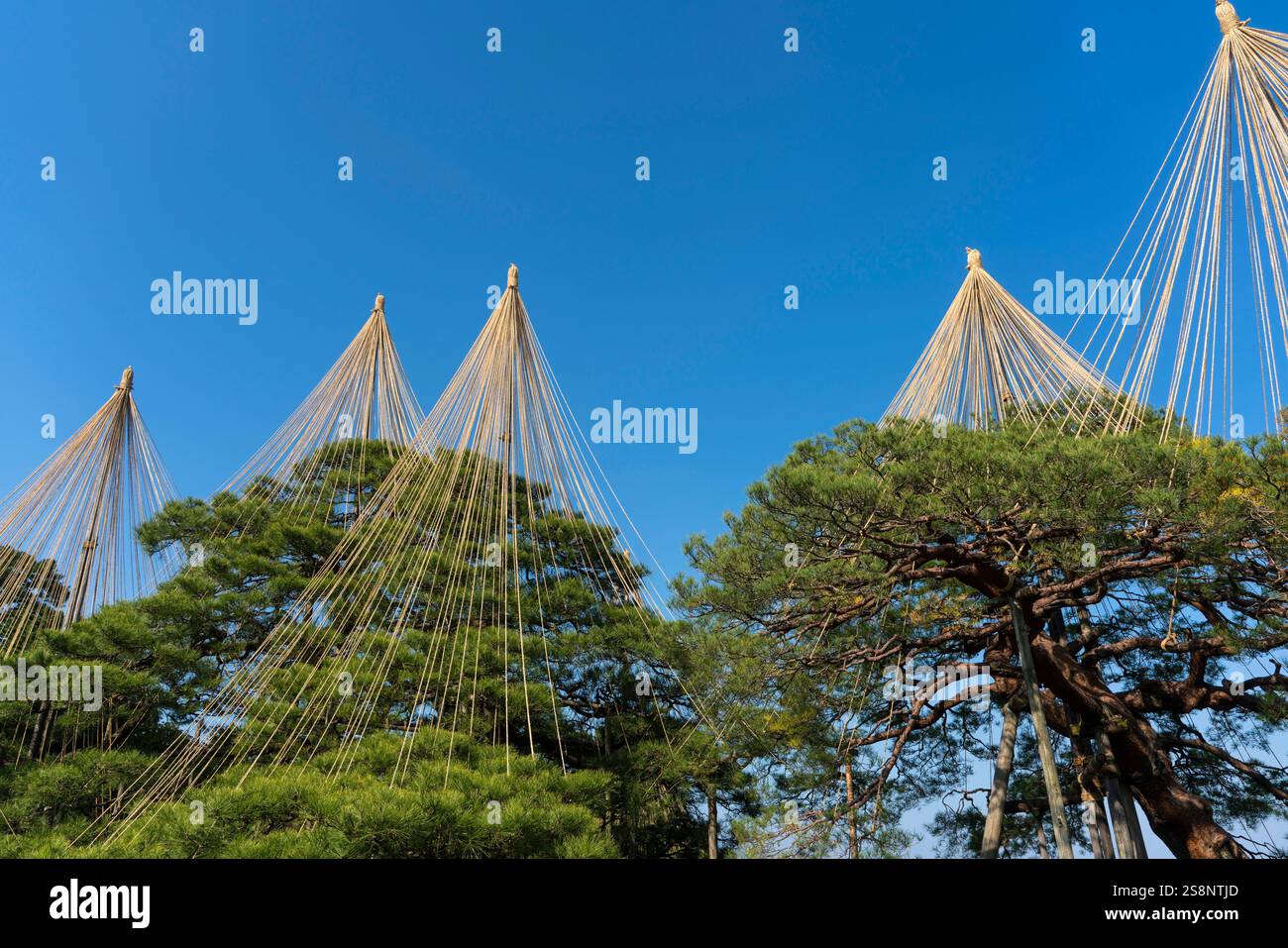 Yukitsuri ropes to protect trees from snow (Kanazawa/Japan Stock Photo ...