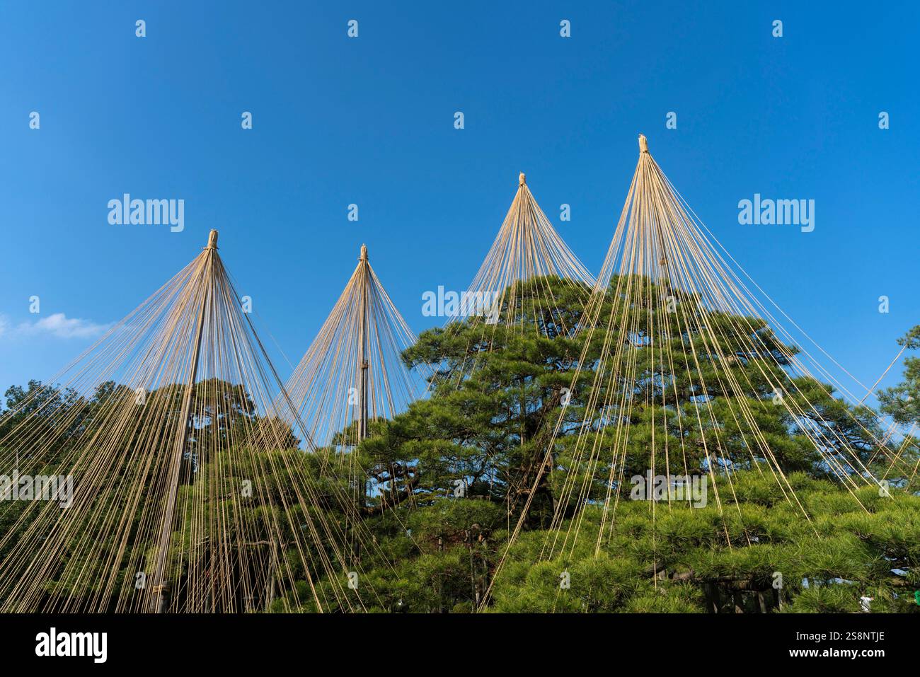 Yukitsuri ropes to protect trees from snow (Kanazawa/Japan Stock Photo ...