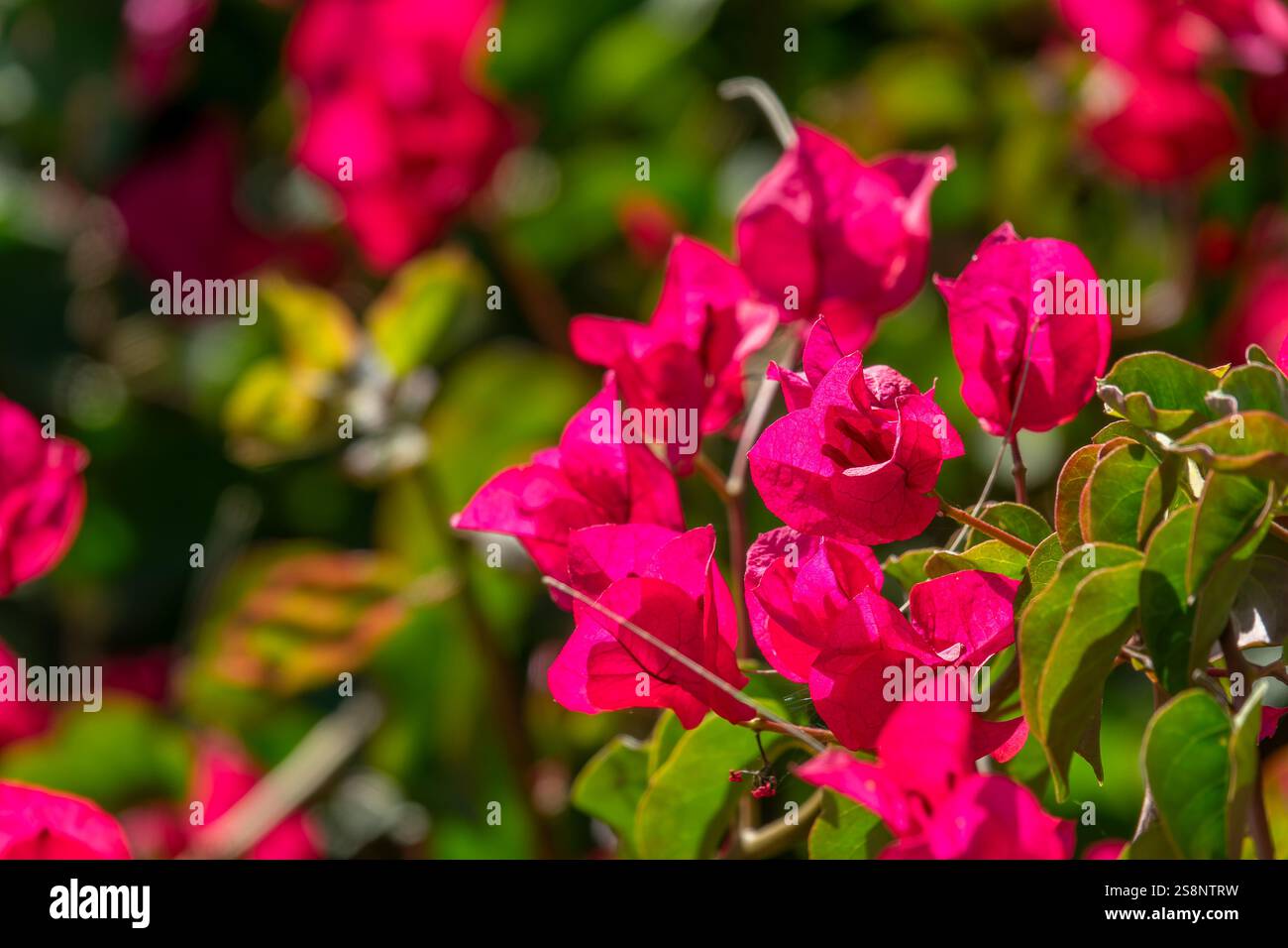 Close up of bougainvillea flowers Stock Photo - Alamy