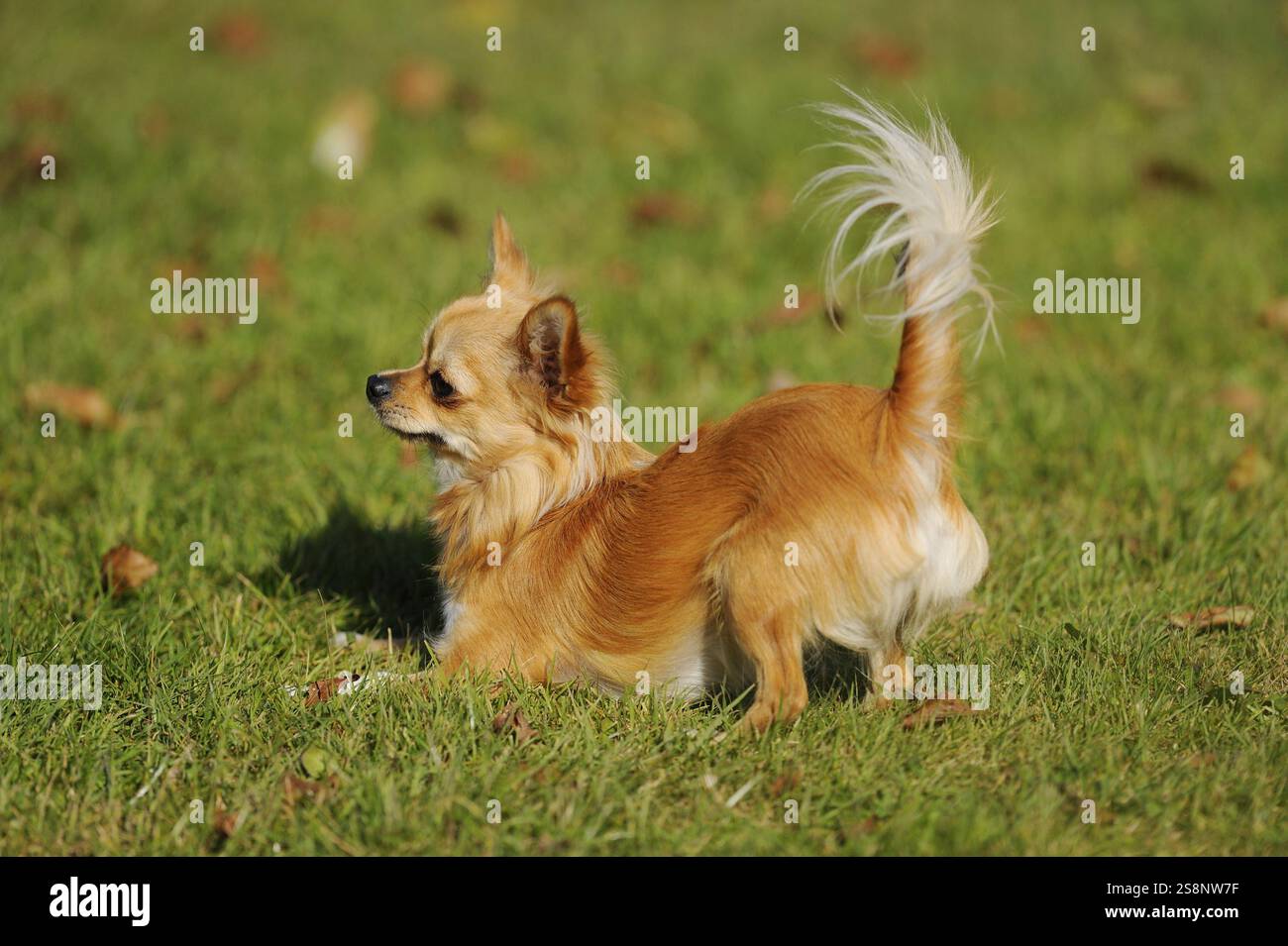 A Chihuahua stands on a green meadow, with its tail raised high ...