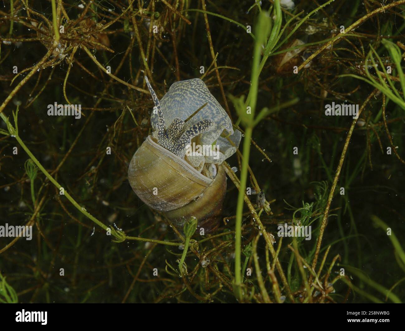 A river snail, Viviparus viviparus, with visible shell moving through ...