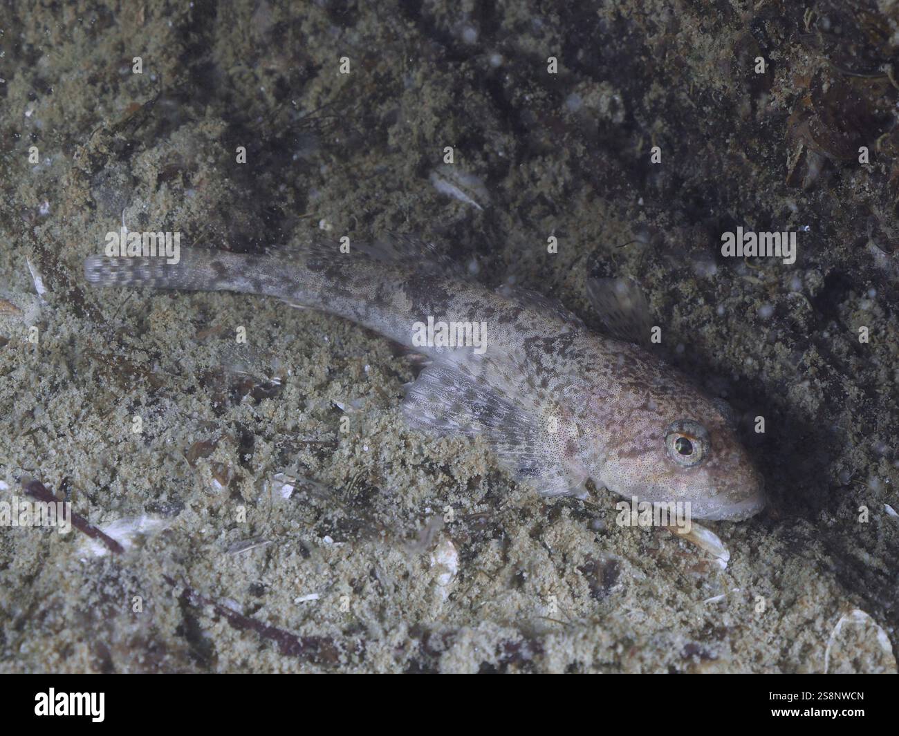 A fish, bullhead, bullhead, western bullhead, bullhead (Cottus Gobio ...