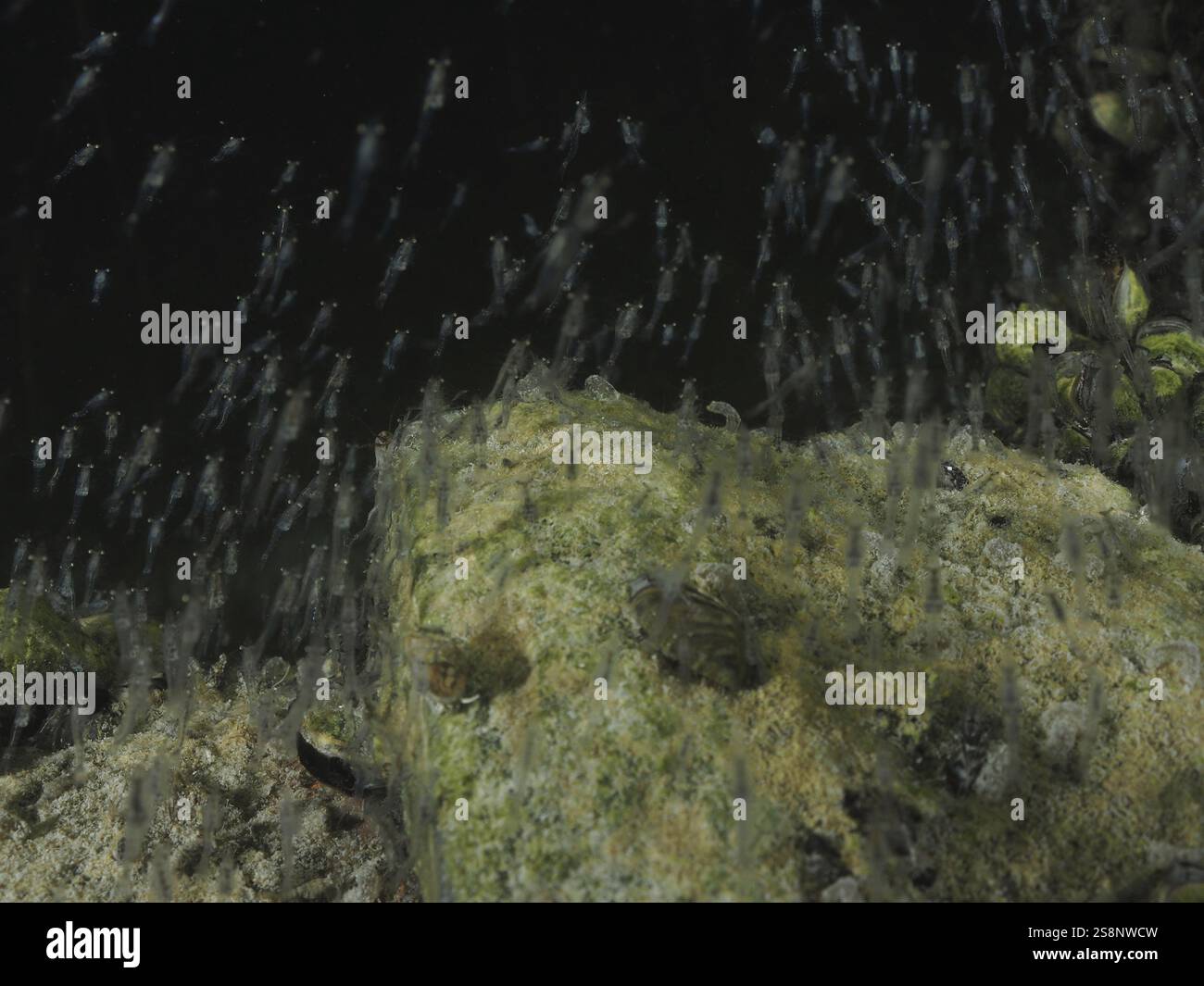 Shrimp swarm of Danube shrimp (Limnomysis benedeni), floating shrimp ...