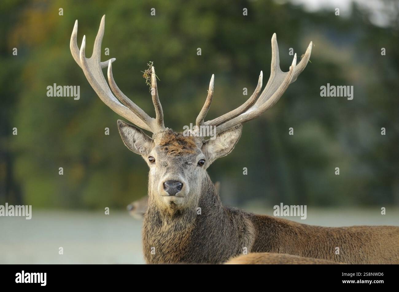 Majestic stag with large antlers standing in the forest, dominant and ...