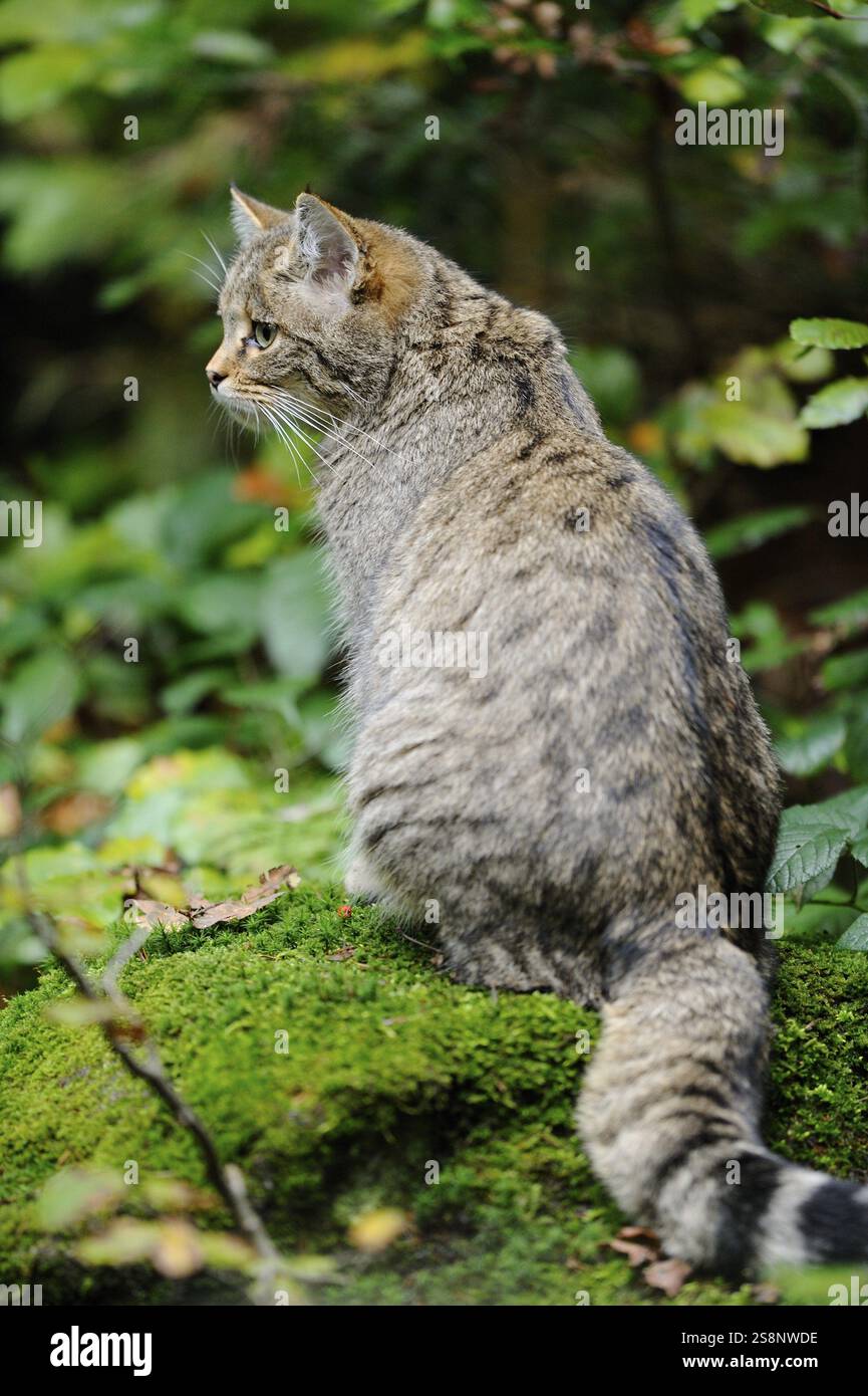 Wildcat sitting from behind on moss-covered ground, surrounded by ...