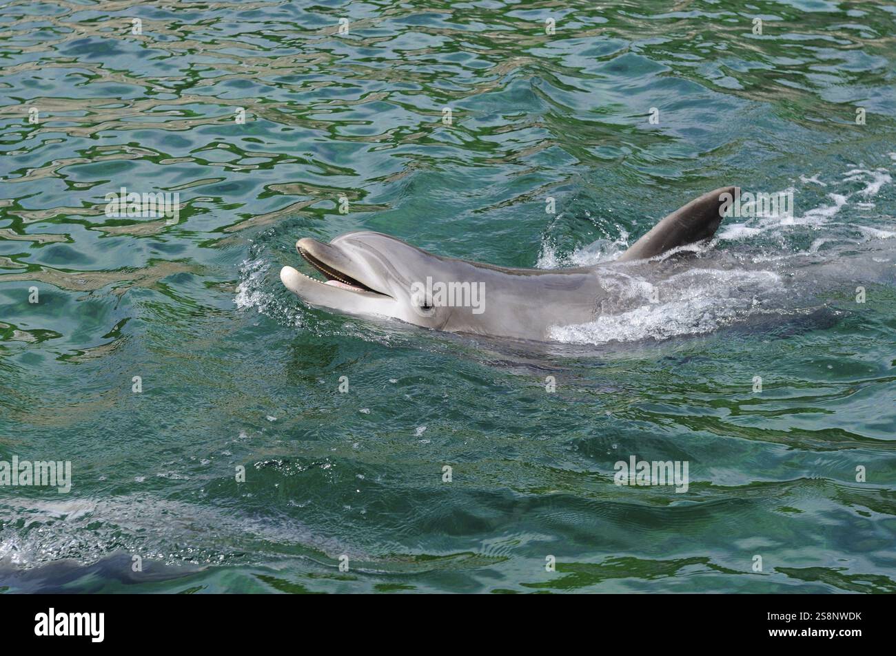 Dolphin moving playfully in the water, Bottlenose dolphin (Tursiops ...
