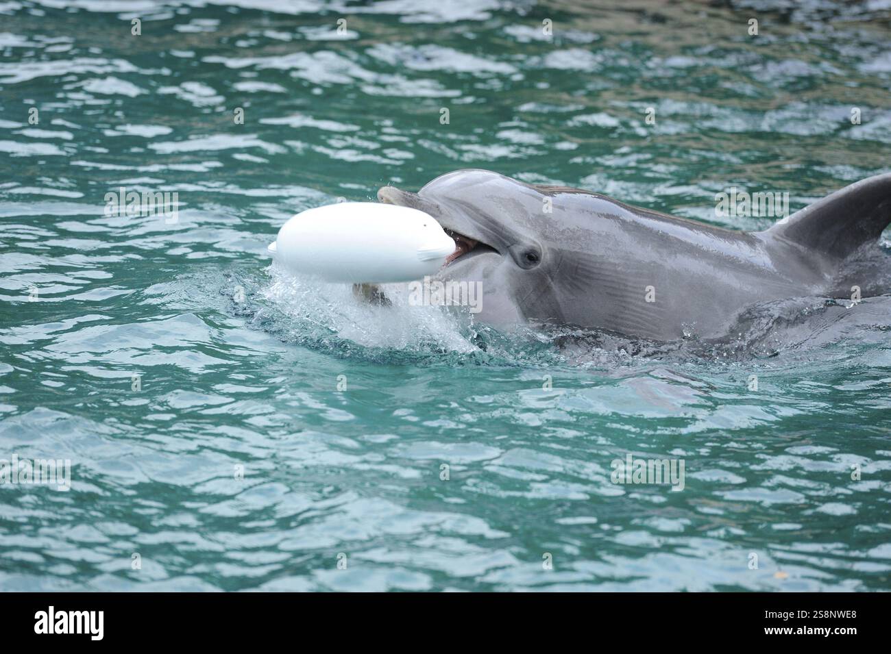 Dolphin playing with a white toy in the water, Bottlenose dolphin (Tursiops truncatus), captive ...