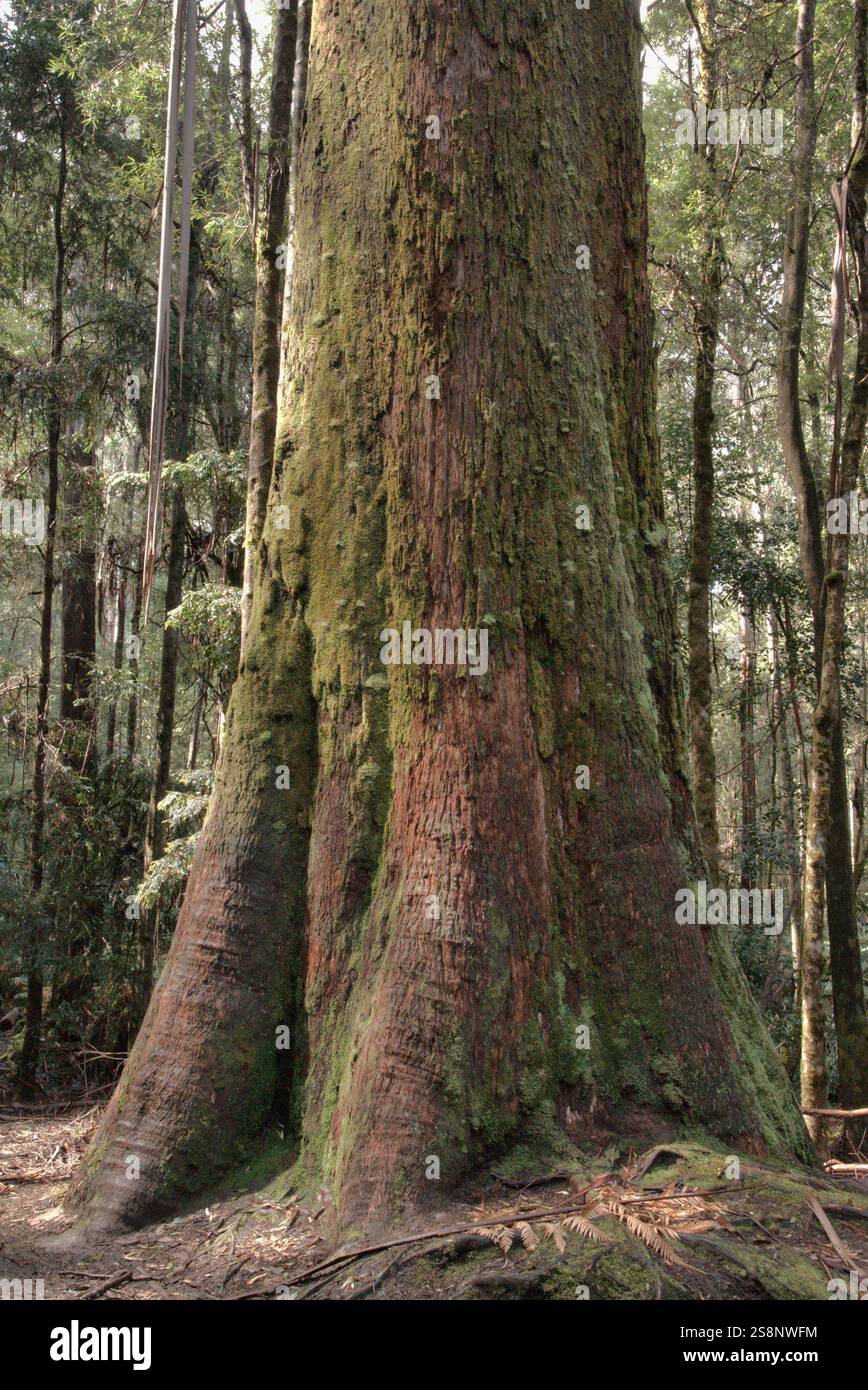 Swamp Gum, (Mountain Ash) Eucalyptus regnans Mount Field National Park ...