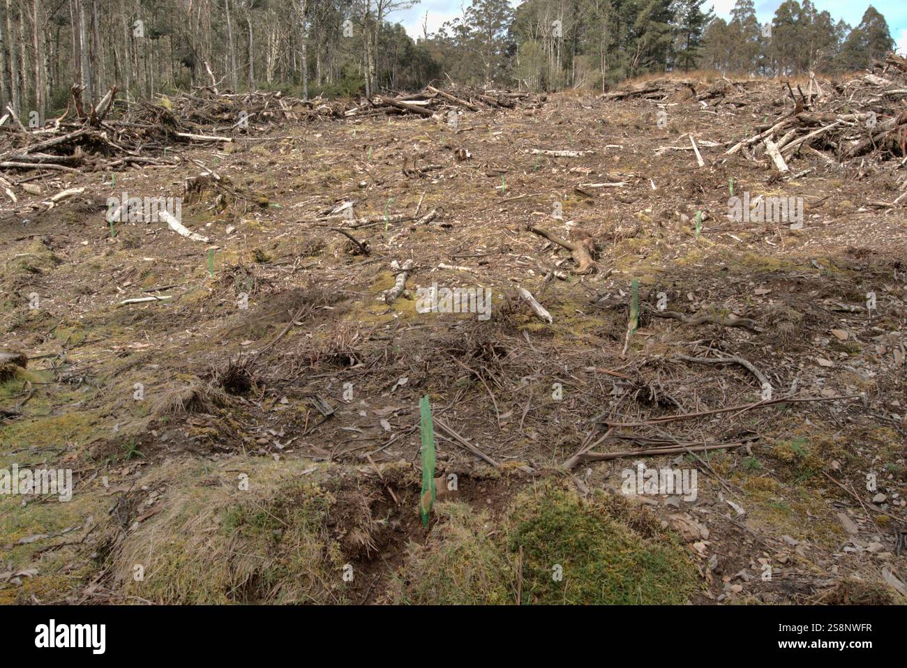 Swamp Gum, (Mountain Ash) Eucalyptus regnans Clear felled forest with ...