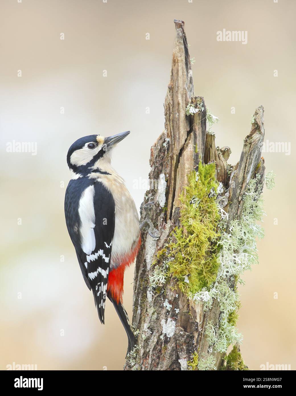 Great spotted woodpecker (Dendrocopus major), female, with red, black ...
