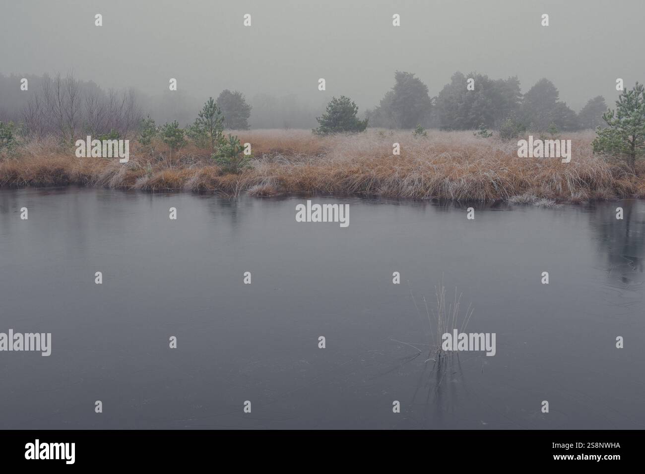 View of a frozen pond in the moor with hoarfrost frozen vegetation ...