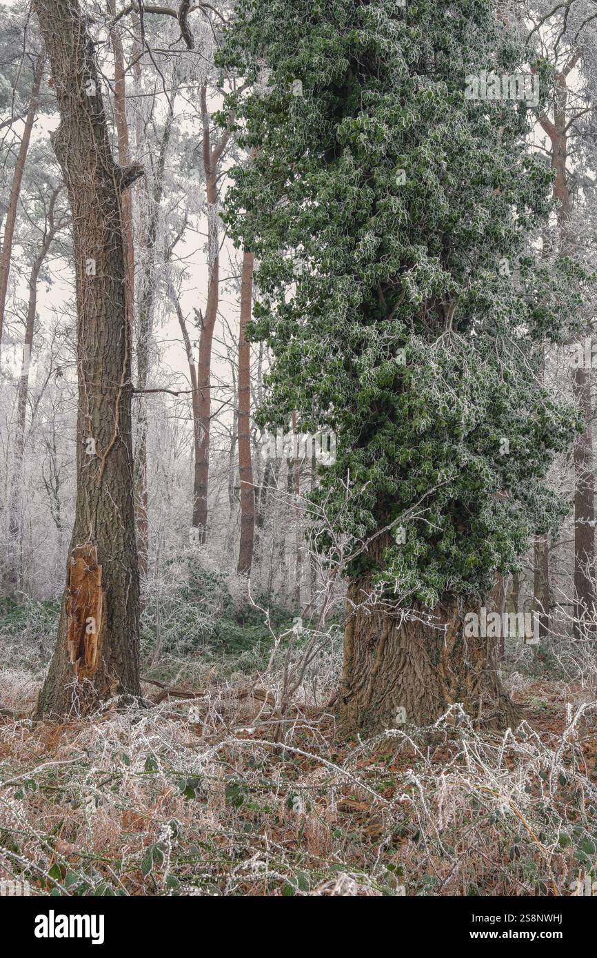 View of a damaged tree frozen with hoarfrost and a tree overgrown with ...