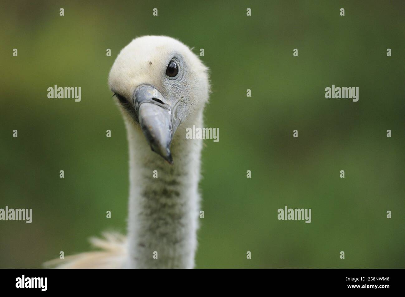 The head of a young vulture in close-up against a blurred green ...