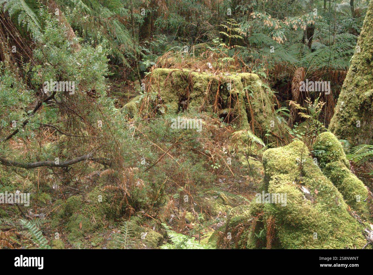 Swamp Gum, (Mountain Ash) Eucalyptus regnans Old moss covered tree ...