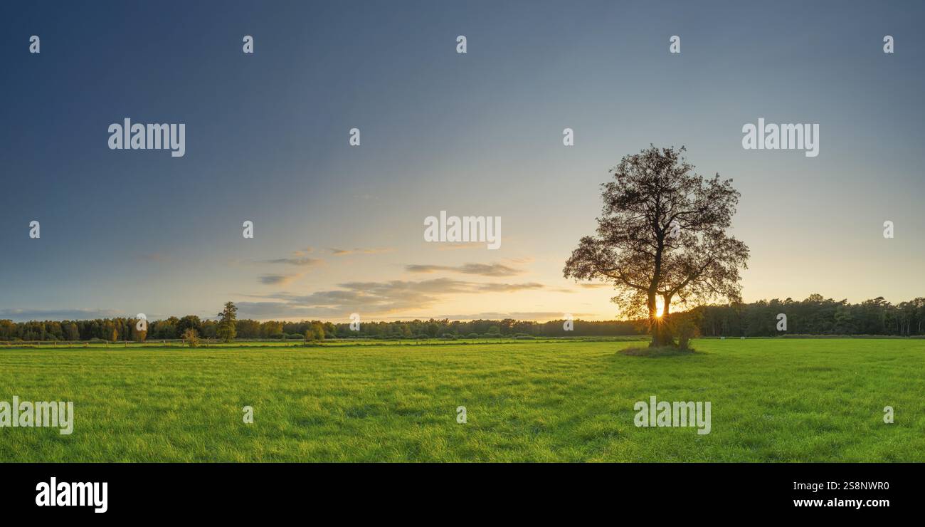 View of a tree standing alone in a meadow in the sunset, autumn, tree ...
