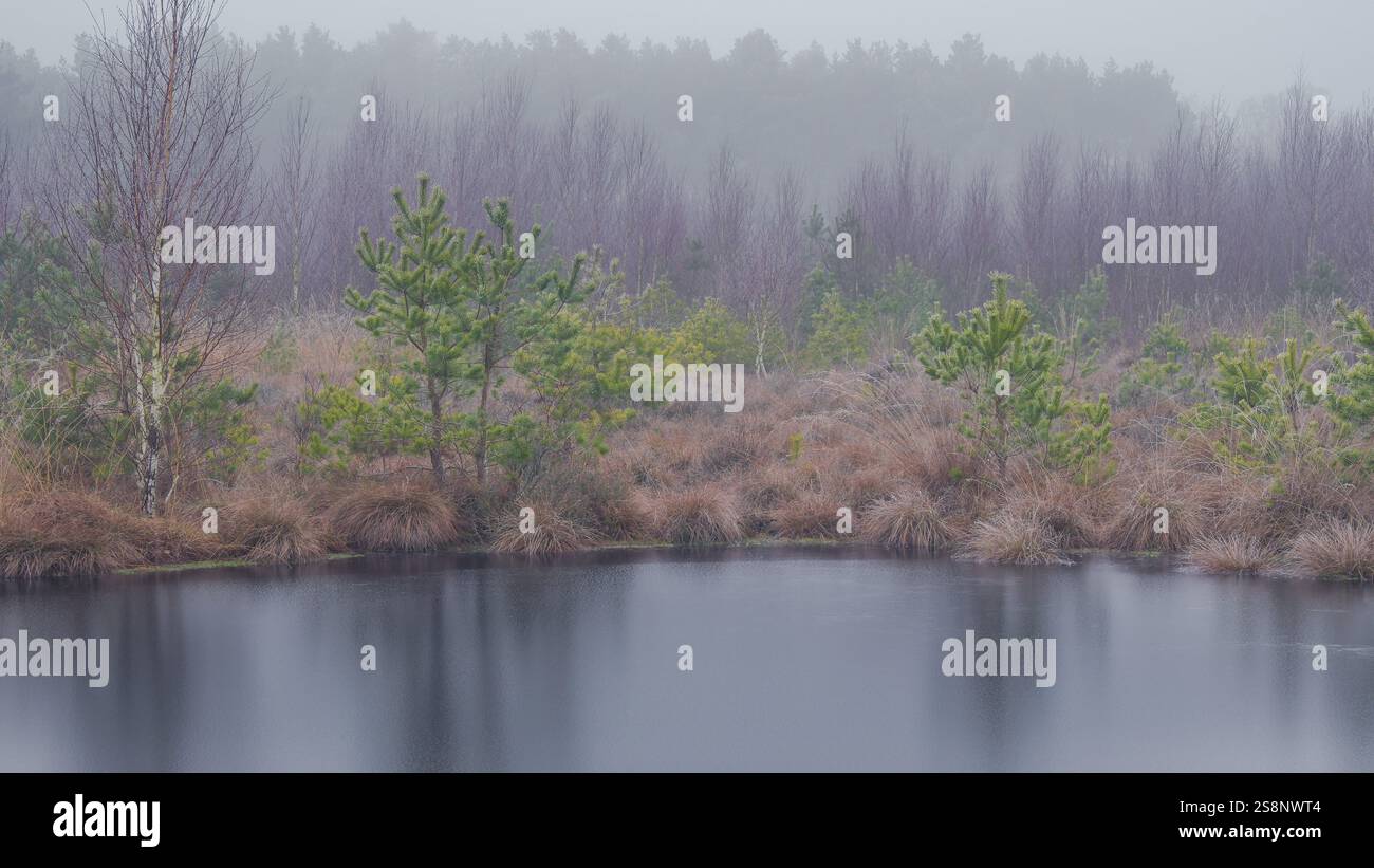 View of a frozen pond in a moor, landscape photo, nature photo, flora ...