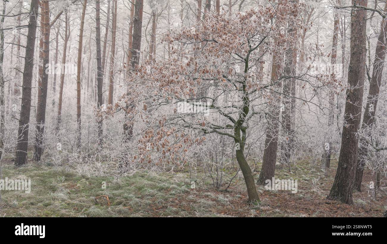 View of an oak tree frozen with hoarfrost in the forest, landscape ...