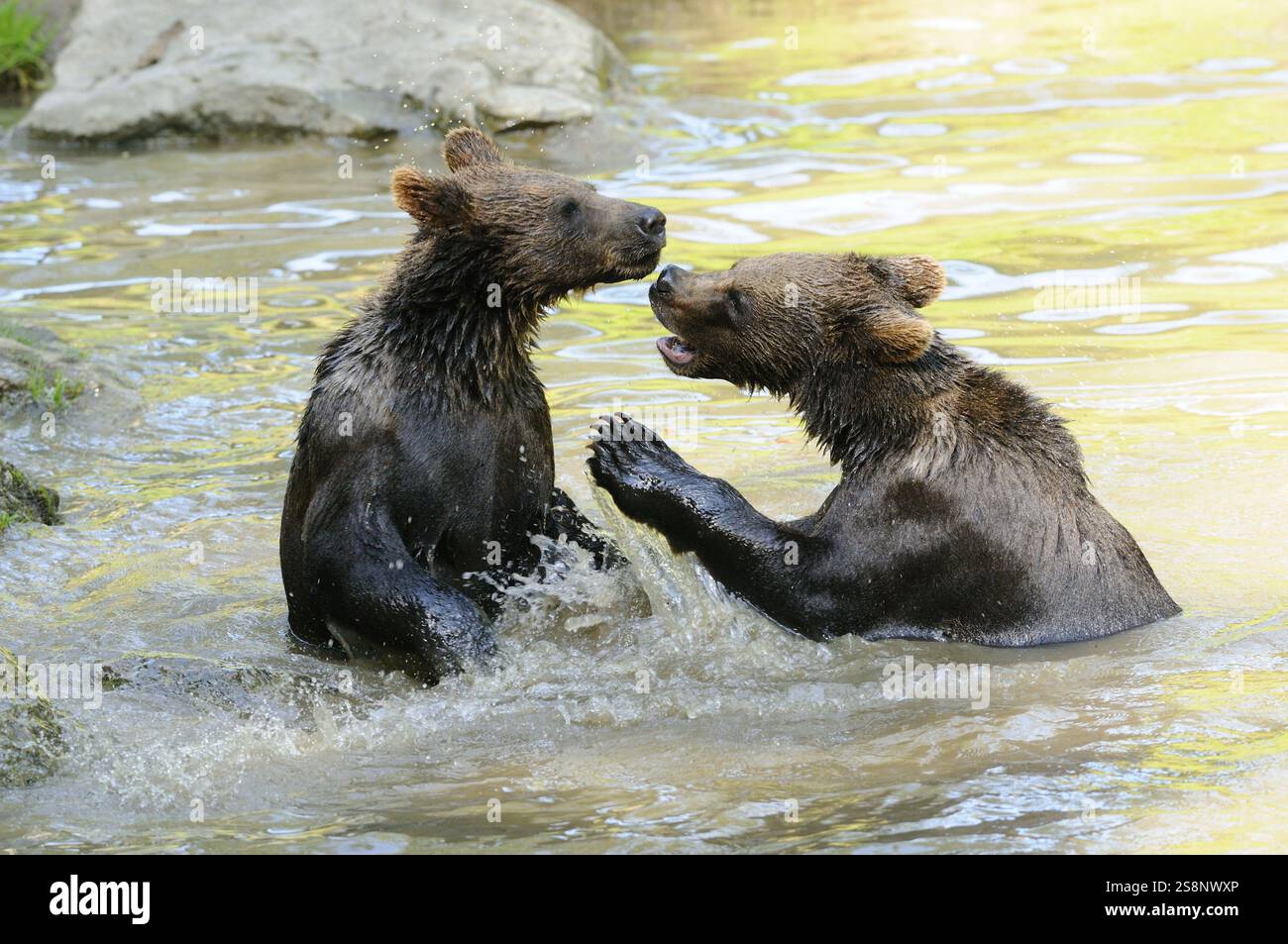 Two young bears fighting in shallow water, Eurasian brown bear (Ursus ...