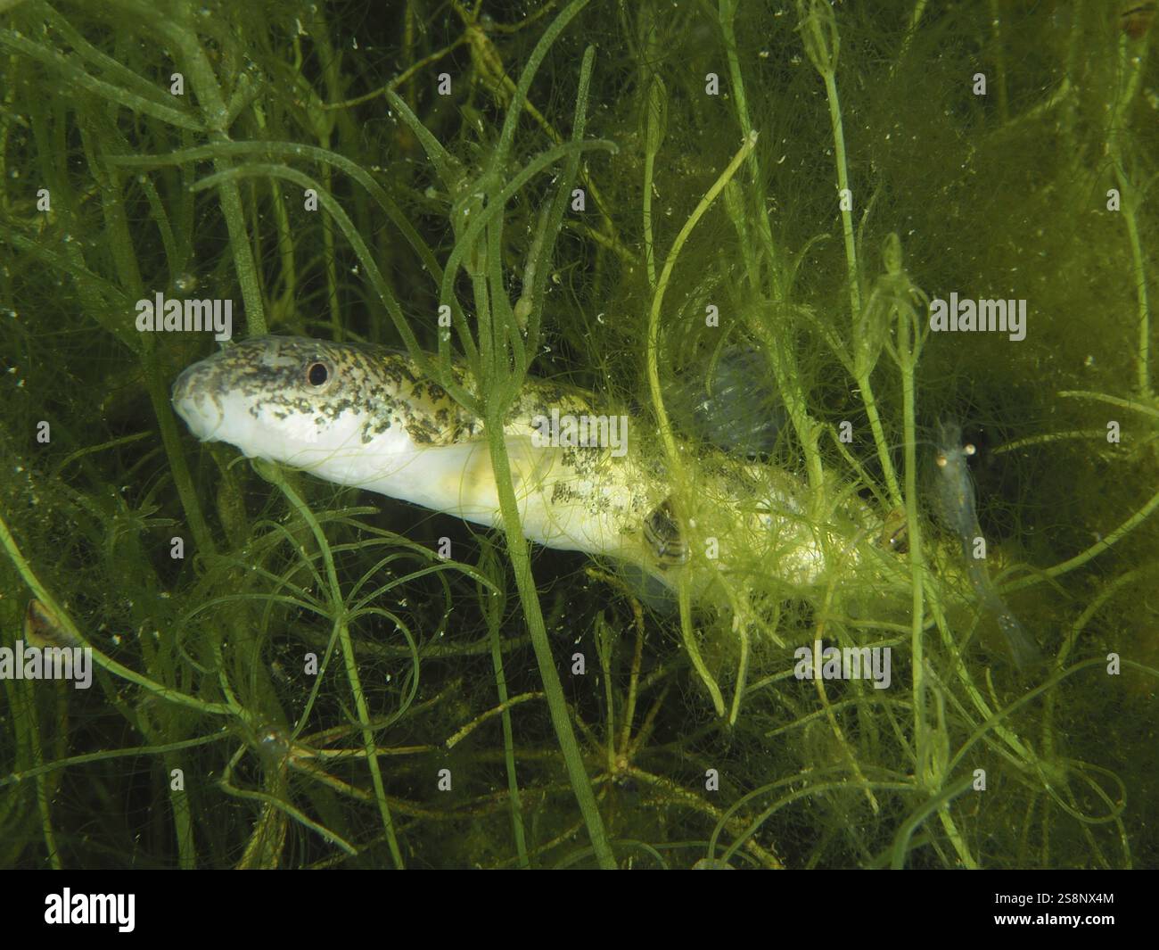 Common loach (Barbatula barbatula) moving through green underwater ...