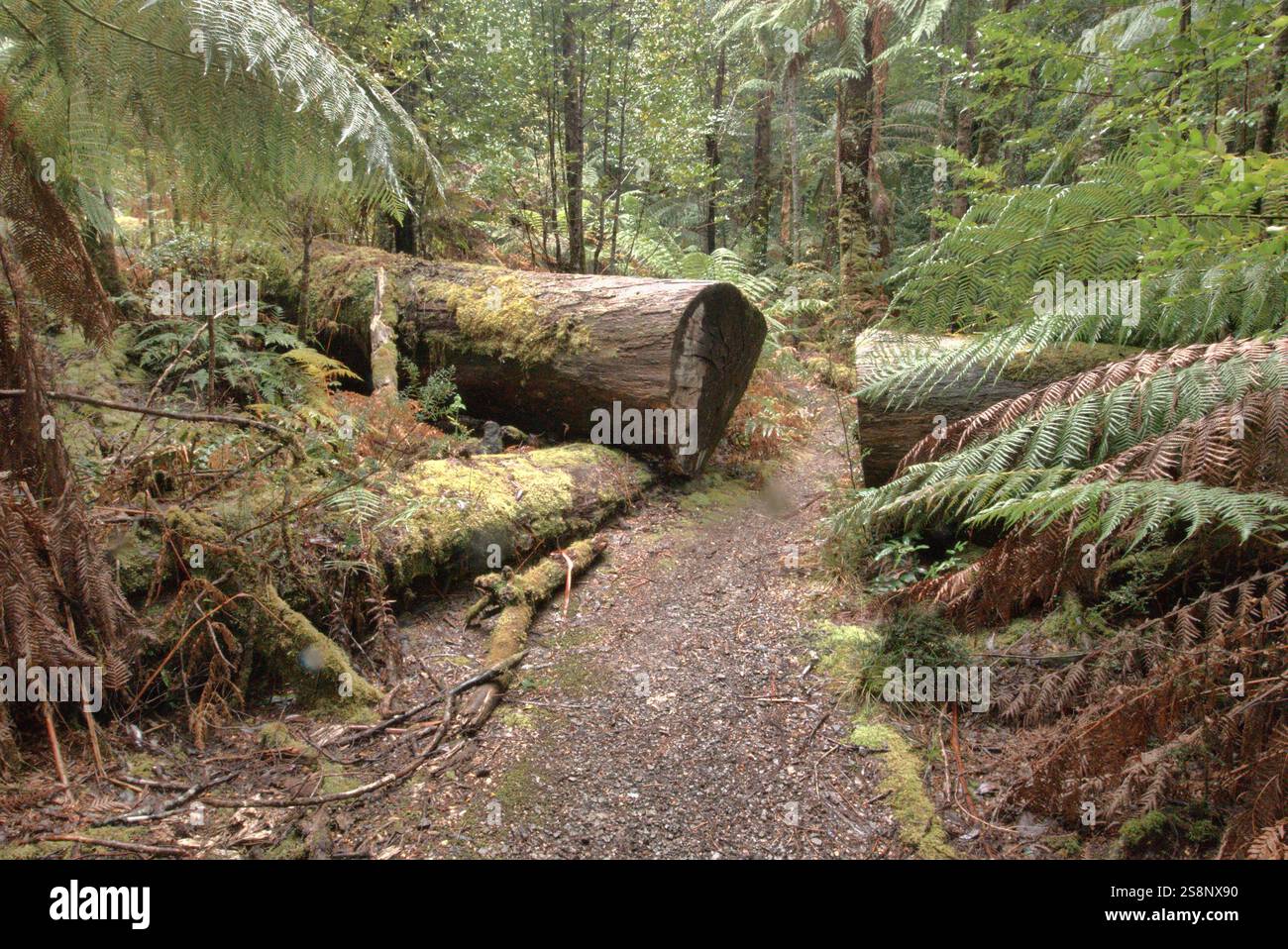 Swamp Gum, (Mountain Ash) Eucalyptus regnans naturally fallen tree And ...