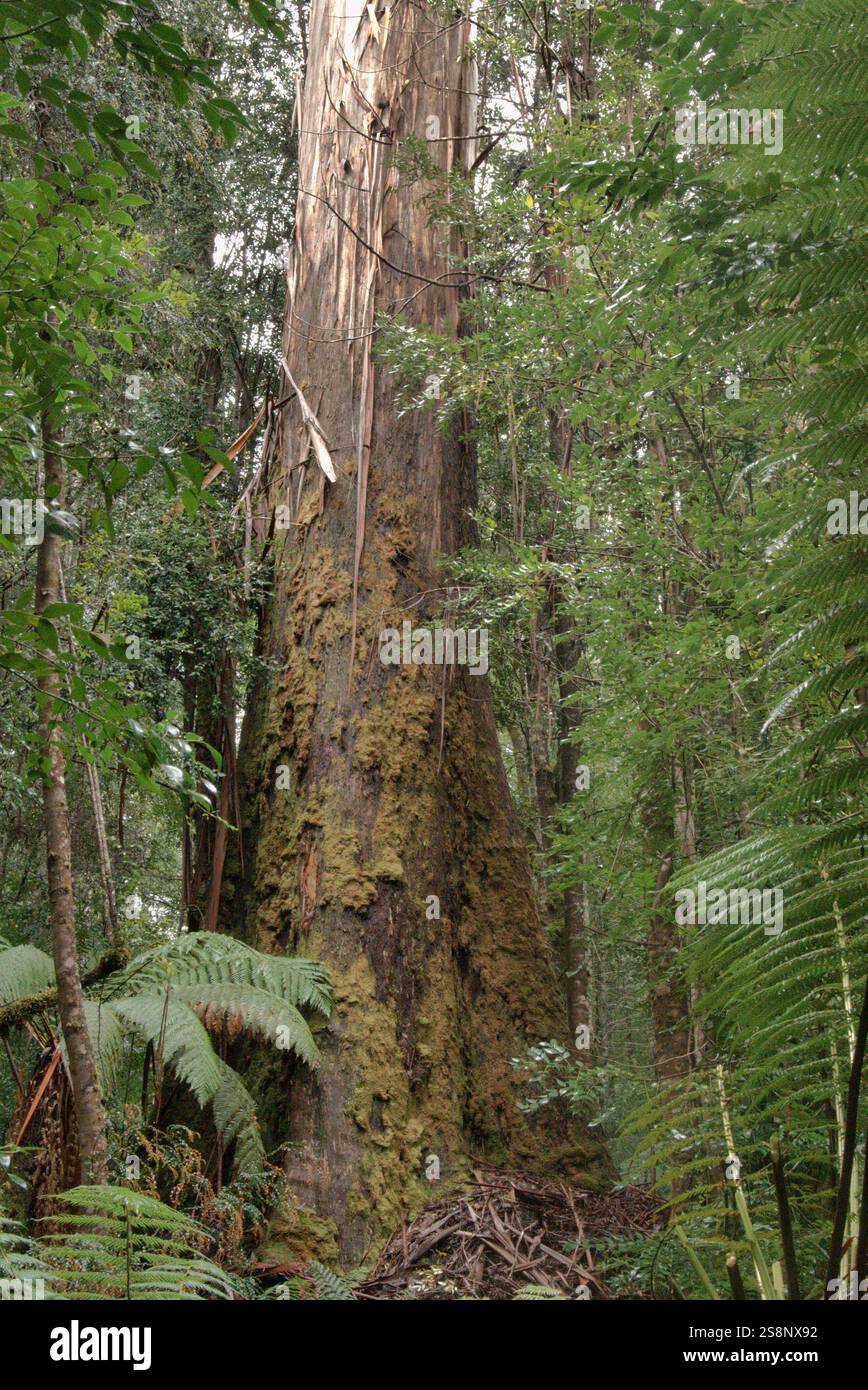 Tasmanian oak tree hi-res stock photography and images - Alamy