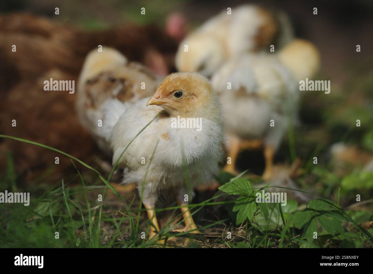 Several chicks exploring a sunny, green environment, domestic fowl ...