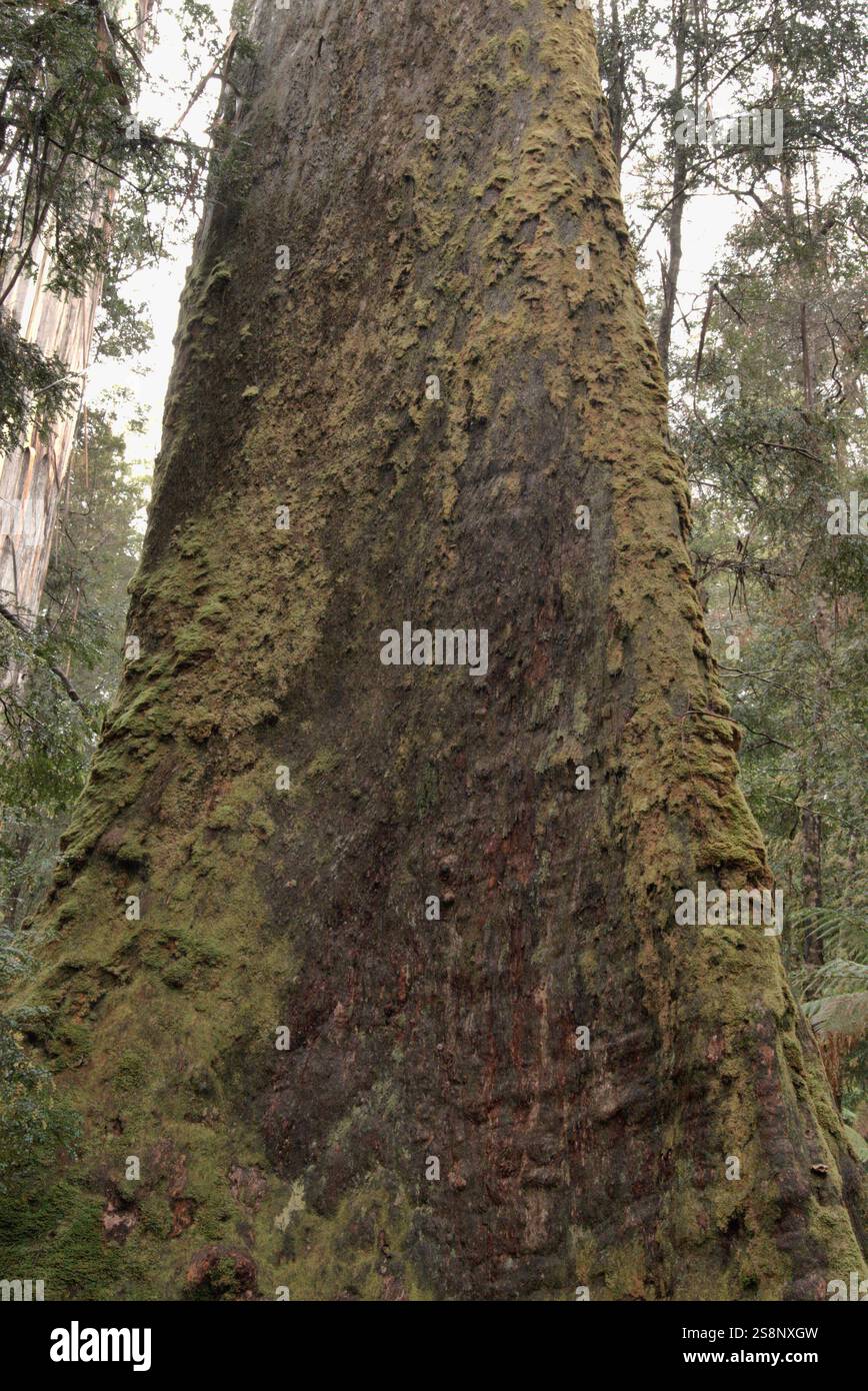 Tasmanian oak tree hi-res stock photography and images - Alamy