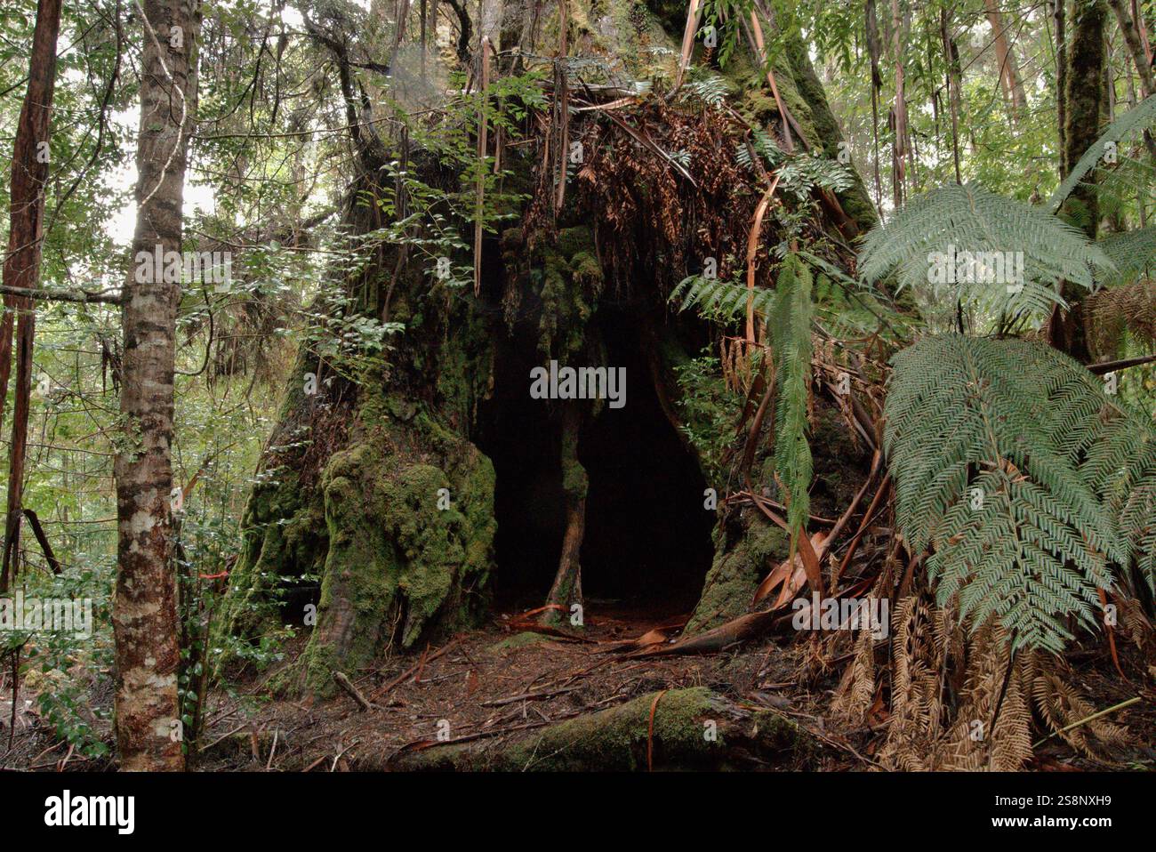 Swamp Gum, (Mountain Ash) Eucalyptus regnans Over 90m in height With ...