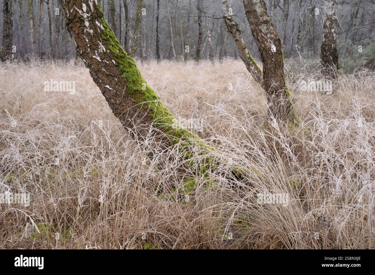View of frozen grasses and birch trees covered with moss in the forest ...