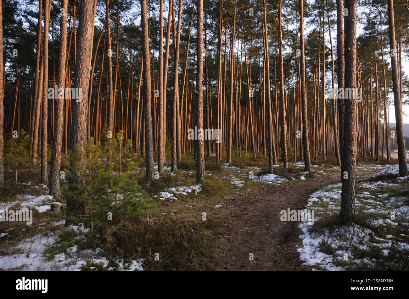 A quiet forest path leads through a dense pine forest in the evening ...