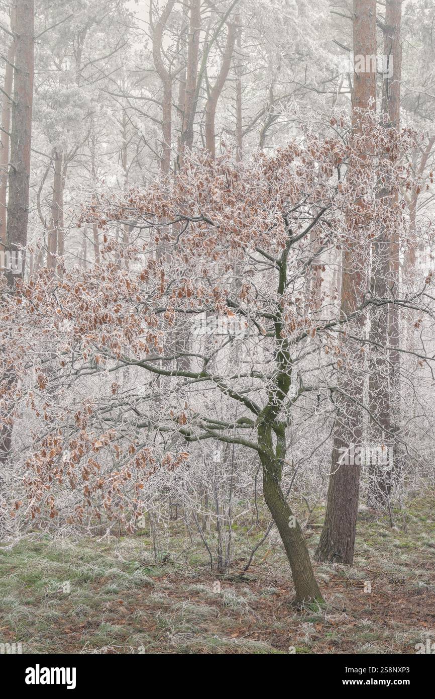 View of an oak tree frozen with hoarfrost in the forest, landscape ...
